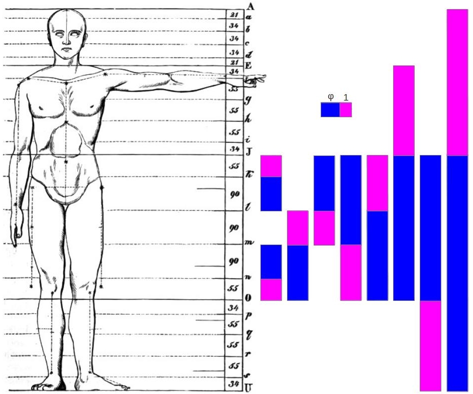Phi En El Cuerpo Humano OOKI NA MOMO LASAI